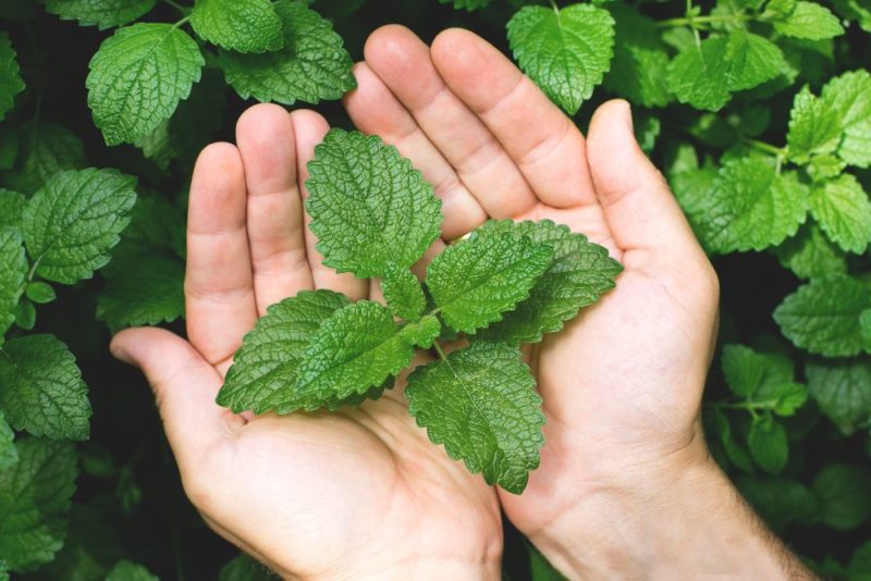All About Mint: Benefits and Most Powerful Type